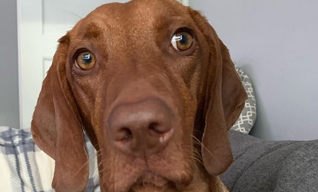 14 Elegant Facts About Vizslas - PetPress