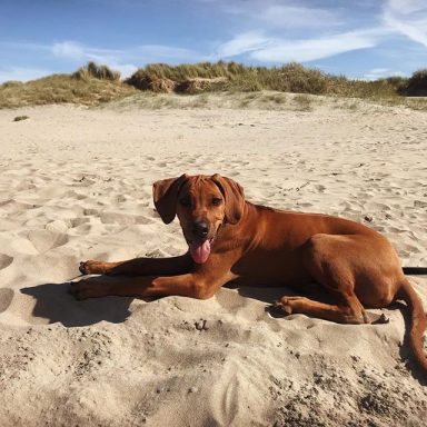 14 Cool Facts About Rhodesian Ridgebacks | Page 3 of 3 | PetPress