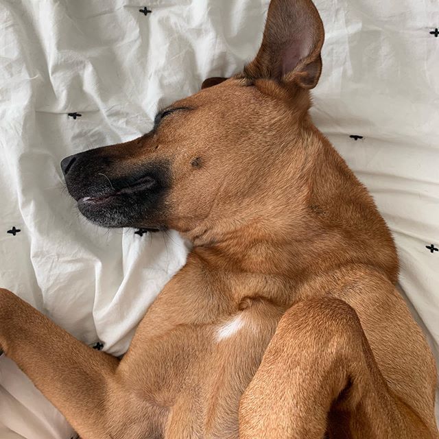 14 Cool Facts About Rhodesian Ridgebacks | Page 3 of 3 | PetPress