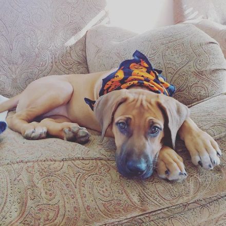 14 Cool Facts About Rhodesian Ridgebacks | Page 2 of 3 | PetPress