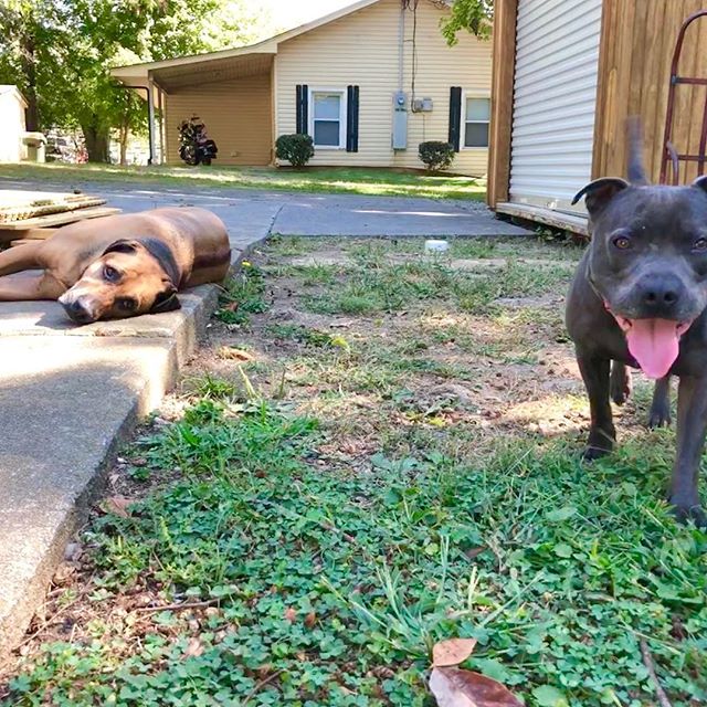 14 Cool Facts About Rhodesian Ridgebacks | Page 2 of 3 | PetPress