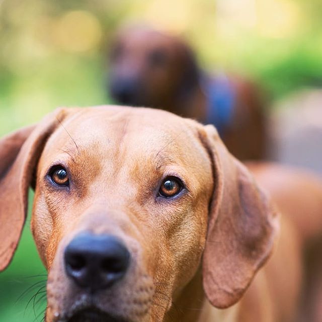 14 Cool Facts About Rhodesian Ridgebacks | Page 2 of 3 | PetPress