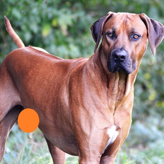 14 Cool Facts About Rhodesian Ridgebacks | Page 2 of 3 | PetPress