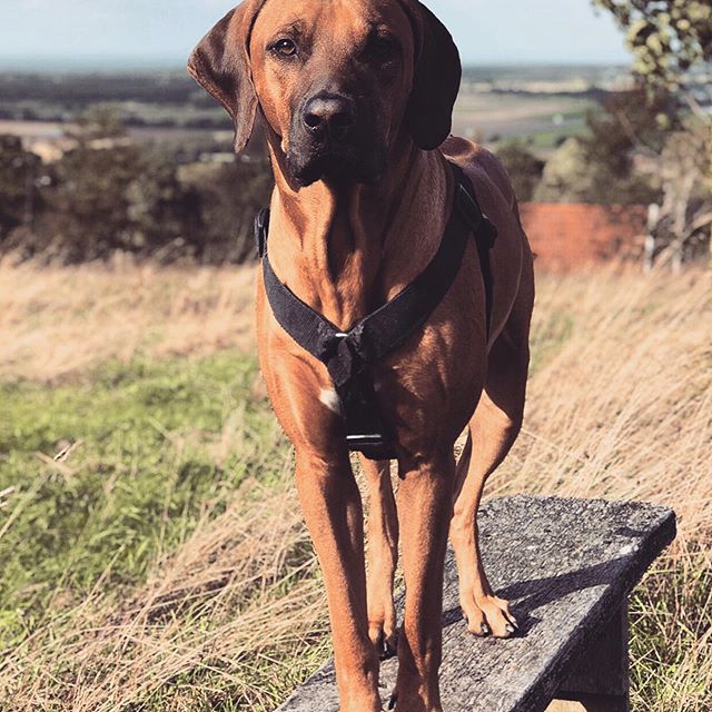 14 Cool Facts About Rhodesian Ridgebacks | PetPress