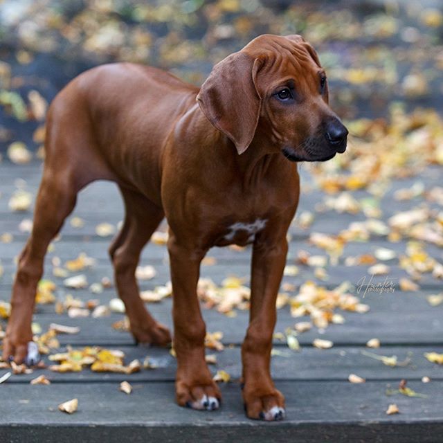 14 Cool Facts About Rhodesian Ridgebacks | PetPress