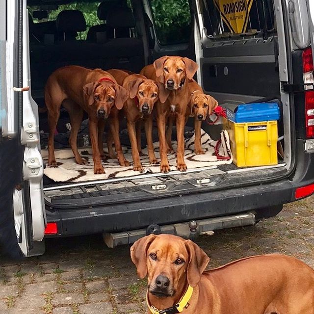 14 Cool Facts About Rhodesian Ridgebacks | PetPress