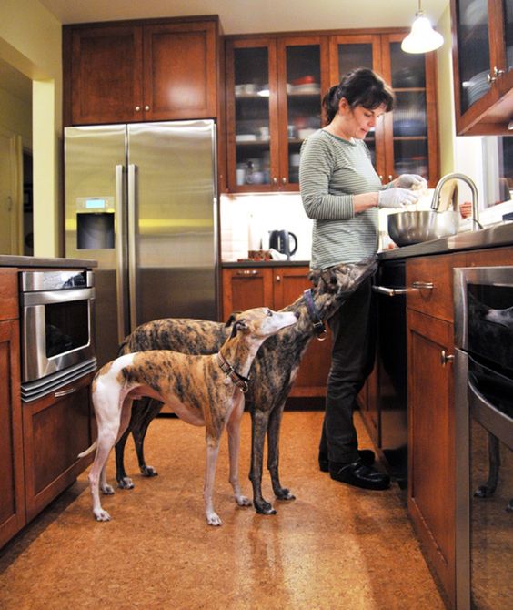 16 Nutrition Tips For Your Italian Greyhound | PetPress