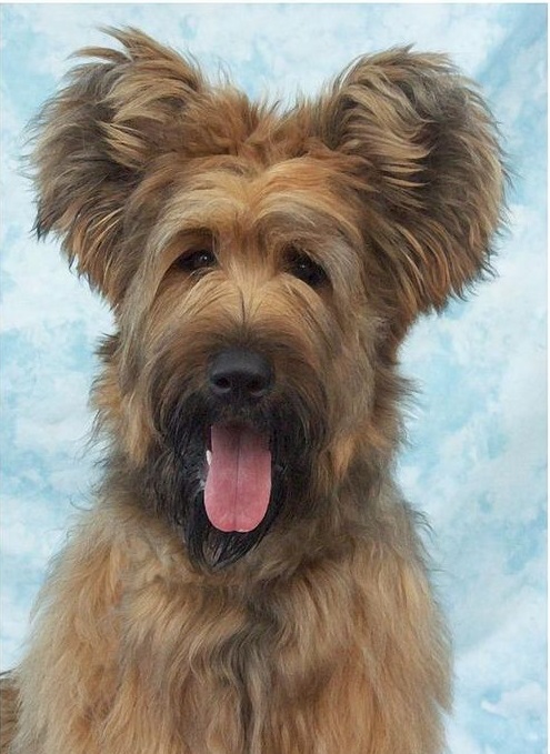 14 Fascinating Facts About Catalan Sheepdogs | Page 2 of 3 | PetPress