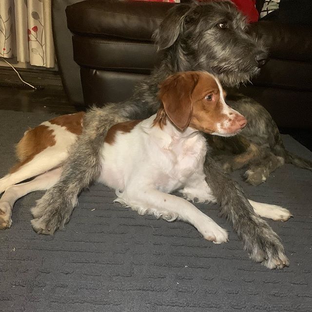 14 Amazing Facts About Brittany Spaniels You Probably Didn't Know ...