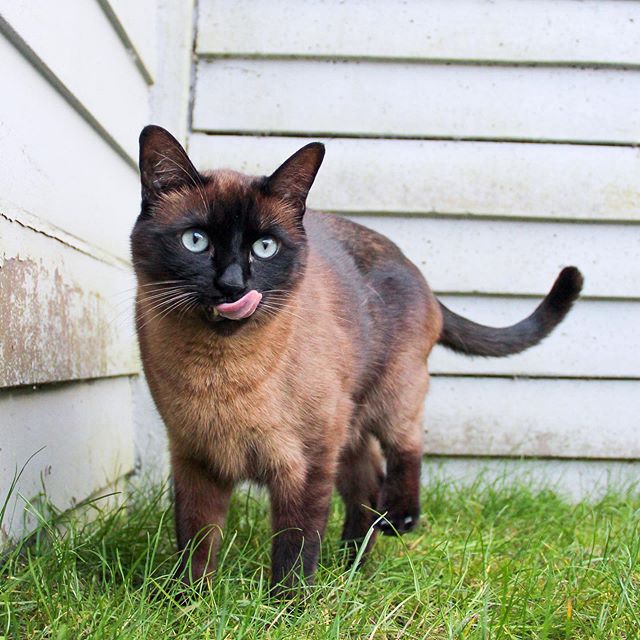 15 Facts You Didn’t Know About Siamese Cats | PetPress