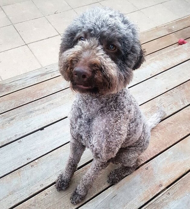 14 Tips For Caring For A Curly Handsome - Lagotto Romagnolo | Page 3 of ...
