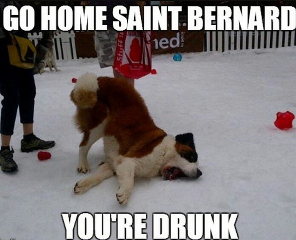 The 14 Funniest Saint Bernard Memes That Will Make You Laugh | PetPress