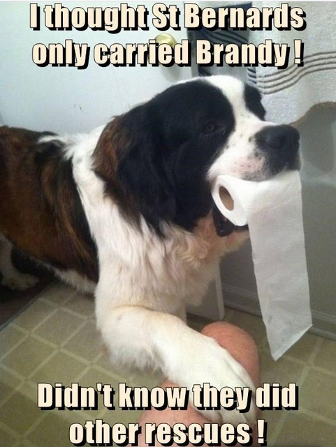 The 14 Funniest Saint Bernard Memes That Will Make You Laugh - PetPress