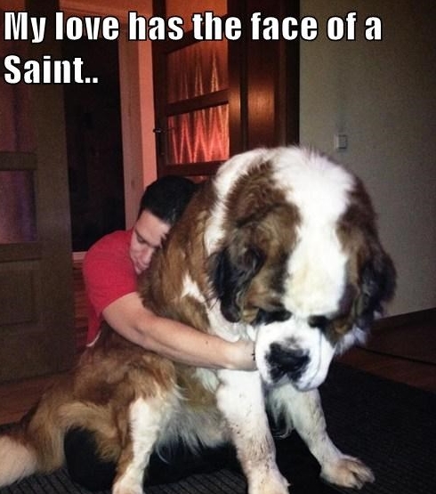 The 14 Funniest Saint Bernard Memes That Will Make You Laugh - PetPress