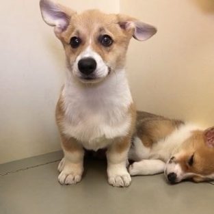 14 Corgi Facts That Make Them The Best Pets | PetPress
