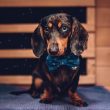 14 Dog Facts That Dachshund Lovers Know By Heart | PetPress