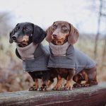 14 Dog Facts That Dachshund Lovers Know By Heart | PetPress