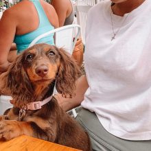 14 Dog Facts That Dachshund Lovers Know By Heart - PetPress