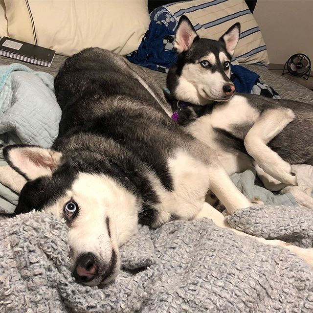 14 Husky Facts That Will Astound You | Page 2 of 3 | PetPress