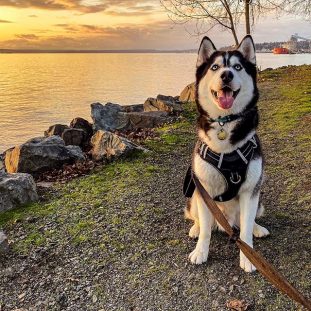 14 Husky Facts That Will Astound You | Page 2 of 3 | PetPress