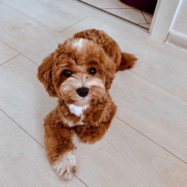 14 Photos That Show What You Should Expect If You Take a Maltipoo ...