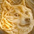 14 Funny Dog Memes That You Should Show to Your Friends Who Own a Shiba ...
