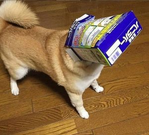 14 Funny Shiba Inu Memes That Will Make You Smile - Page 2 of 3 - PetPress