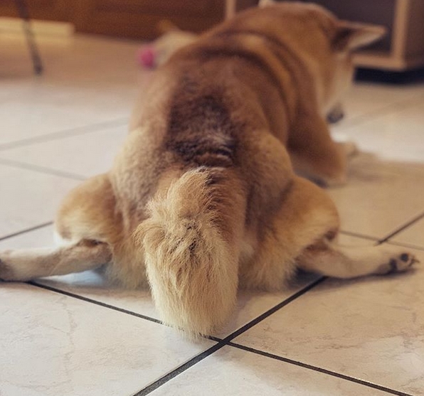 14 Funny Shiba Inu Memes That Will Make You Smile | PetPress