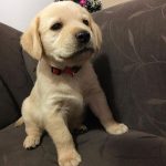 14 Friendly Facts About Labrador Retrievers | PetPress