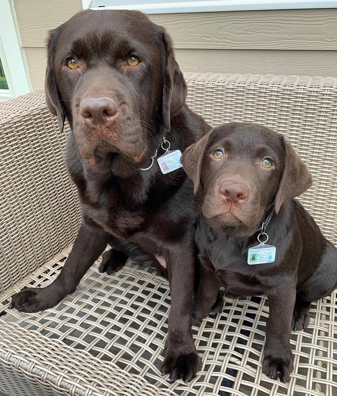 14 Friendly Facts About Labrador Retrievers | PetPress