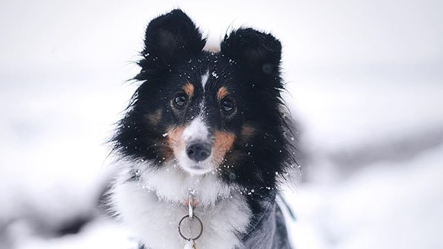 14 Bright Facts About Collies And Why We Love Them - PetPress