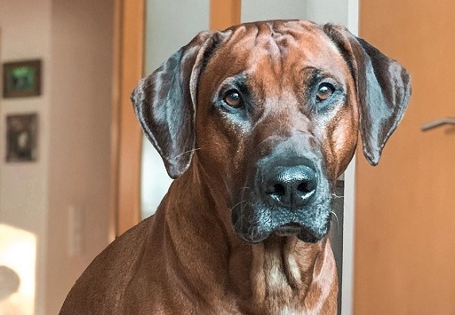 14 Facts About Rhodesian Ridgebacks - PetPress