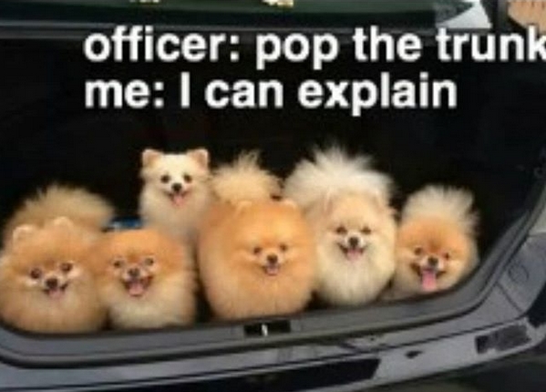 The 14 Funniest Pomeranian Memes That Will Brighten Your Day - PetPress