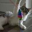14 Maine Coon Facts Are So Unreal, You Wont Believe They’re All True ...