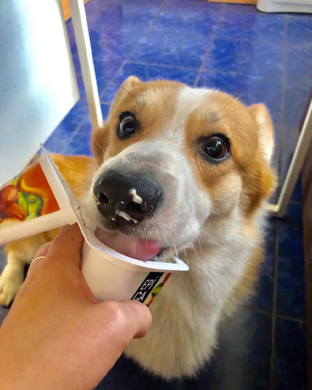15 Funny Photos Of Corgis That Will Make You Smile - Page 2 of 3 - PetPress