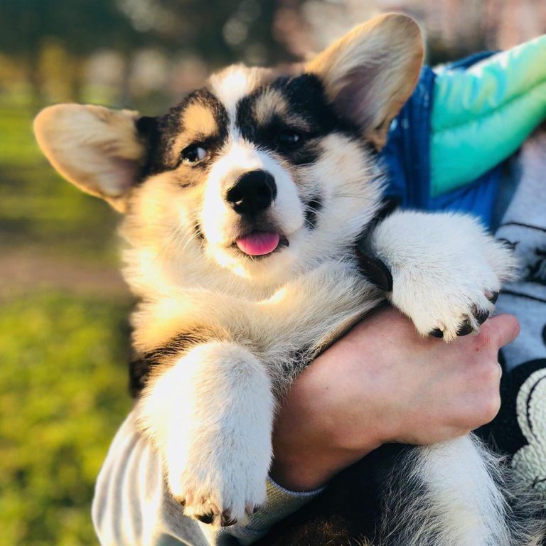 15 Funny Photos Of Corgis That Will Make You Smile | PetPress