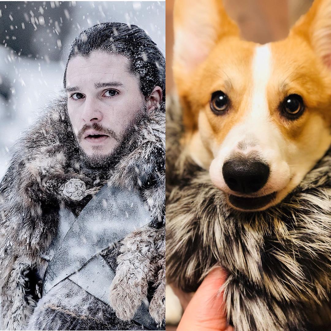 15 Funny Photos Of Corgis That Will Make You Smile | PetPress