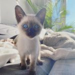 14 Amazing Facts About Siamese Cats | PetPress