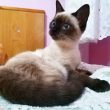 14 Amazing Facts About Siamese Cats | PetPress