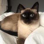 14 Amazing Facts About Siamese Cats | PetPress