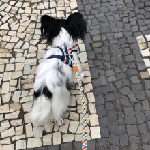 15 Facts To Prove That The Papillon Is The Best Human Friend | PetPress