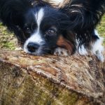 14 Cool And Lovely Papillon Facts | PetPress