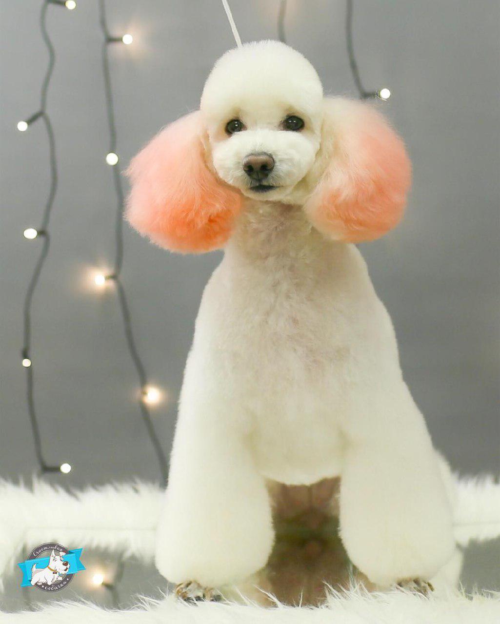 15 Funny Haircuts For Poodles That Will Make Your Day Happy | PetPress