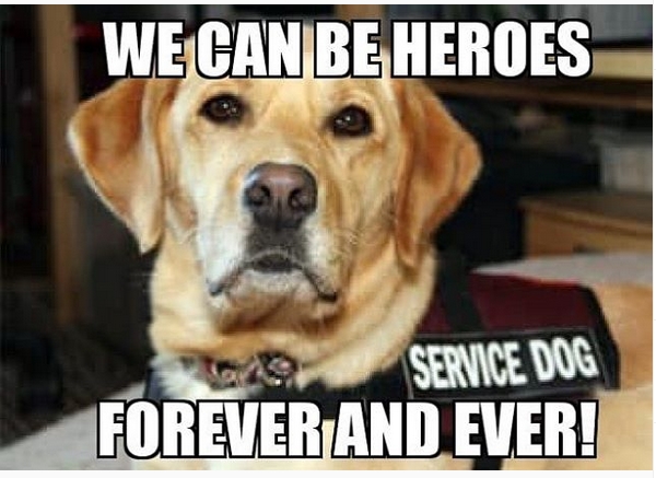 The 14 Funniest Labrador Retriever Memes of All Times - PetPress