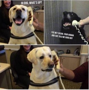 The 14 Funniest Labrador Retriever Memes of All Times - PetPress
