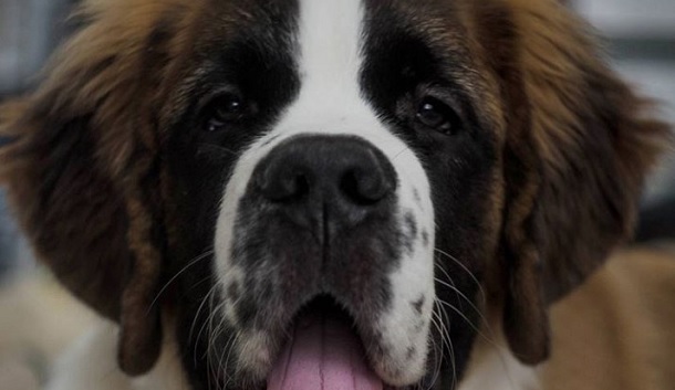 14 Facts About Massive And Huge Saint Bernards - PetPress