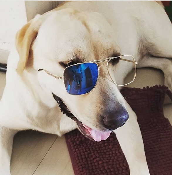 14 Funny Labrador Memes That Will Make You Cry Laughing | PetPress