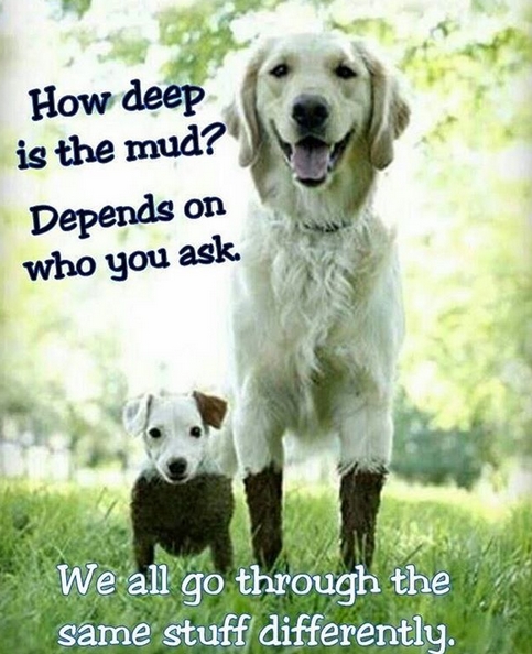 14 Funny Labrador Memes That Will Make You Cry Laughing | PetPress