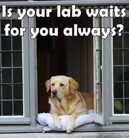 14 Funny Labrador Memes That Will Make You Smile! - Page 2 of 3 - PetPress