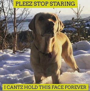 14 Funny Labrador Memes That Will Make You Smile! - PetPress
